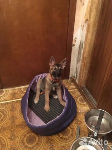 Продаю щенка бельгийская овчарка