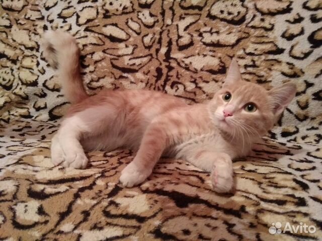 Прекрасный котёнок