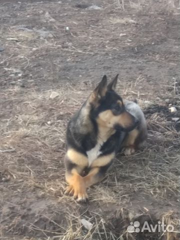 Маруся ищет родителей