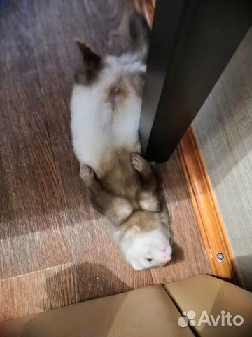 Отдам Хорька в добрые руки