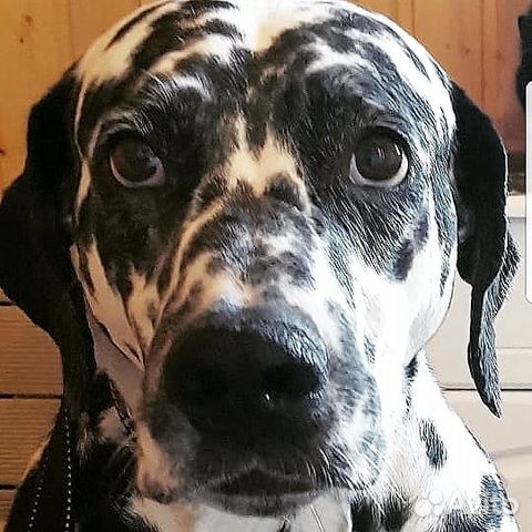 Молодой кобель далматина