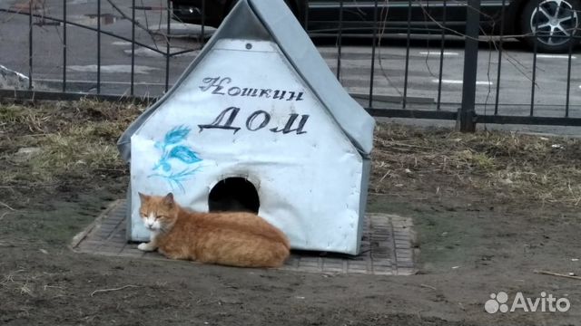 Кто может забрать кошку и кота на учительской