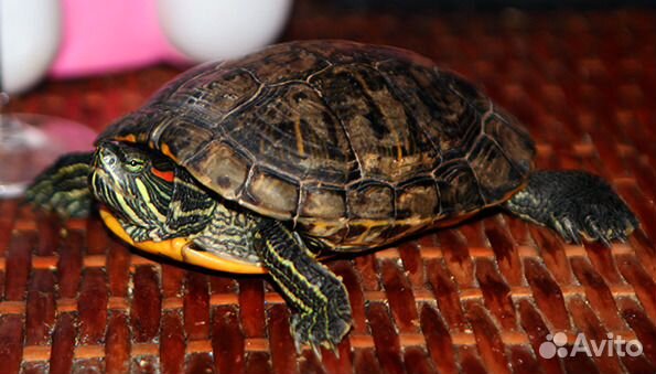 Красноухая водоплавающая черепаха Самка