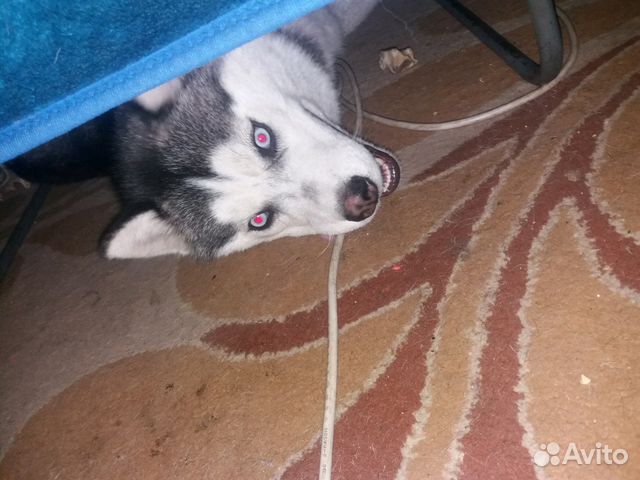 Сибирский хаски