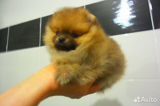 Девочка Крошка