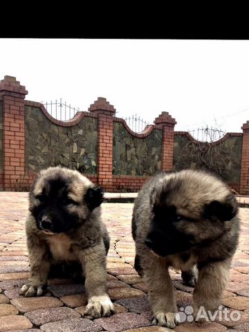 Сивас Кангал