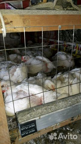Цыплята бройлера кобб 500 и несушки