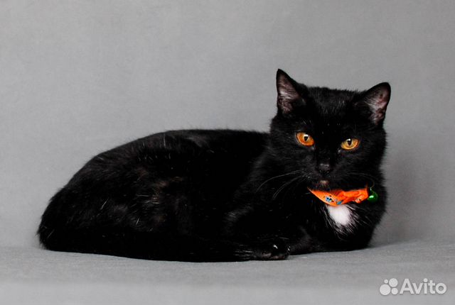 Кошка Ночка в хорошие руки