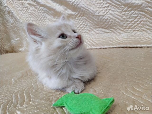 Котенок 3 месяца "Песочная сказка"