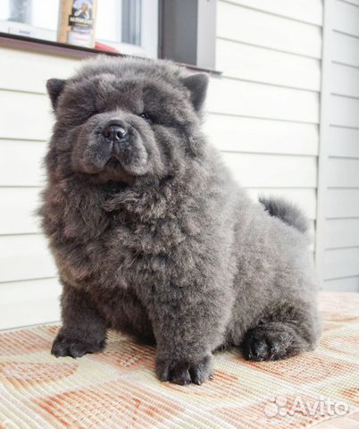 Щенок чау-чау