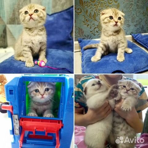 Продам шотландского тигренка