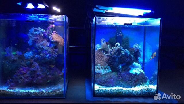 Морской аквариум для начинающих