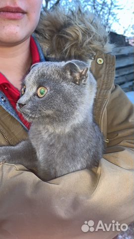 Вислоухий британский котенок около 4-6 месяцев