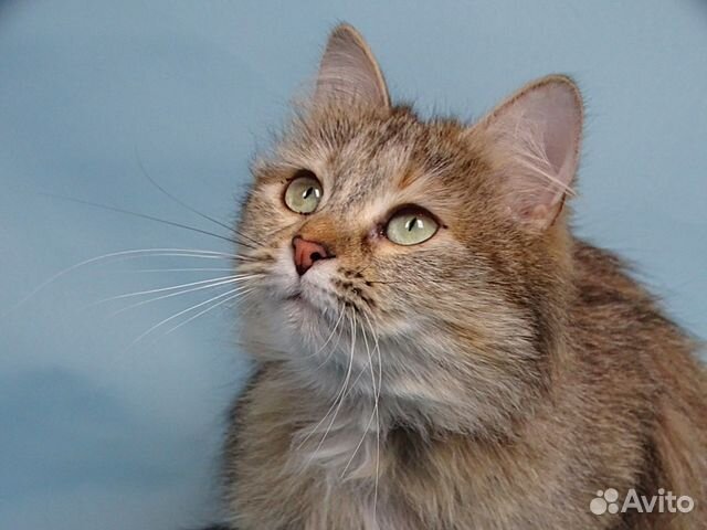 Молодая кошечка