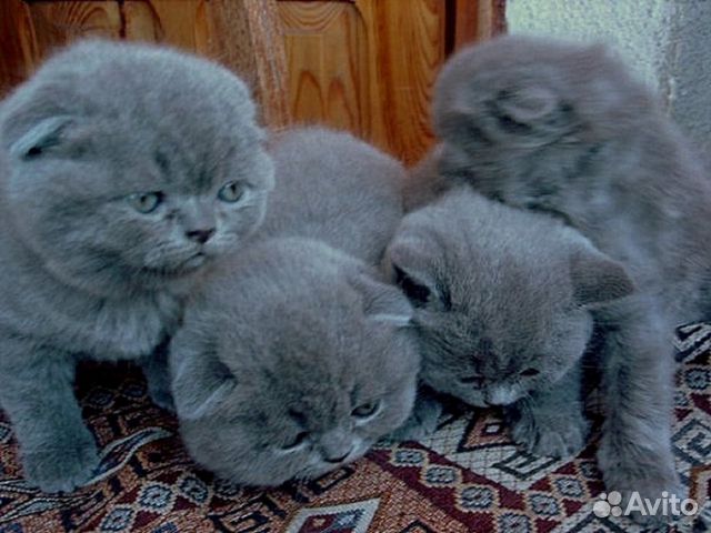 Вислоухие котята