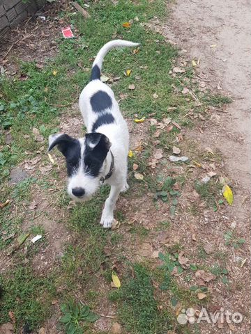 Джек Рассел терьер метис