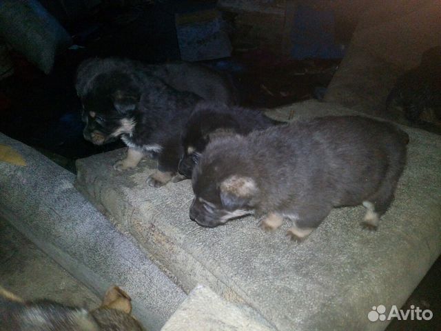 Милые щенки ищут новый дом