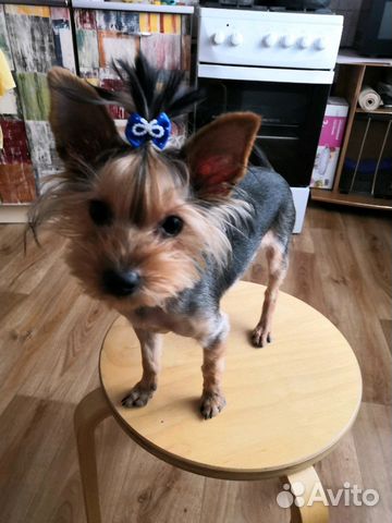 Продам собачку Йоркширский терьер
