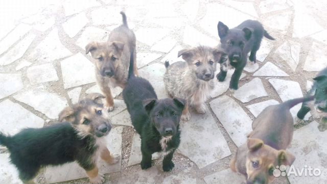 Щенки в добрые руки