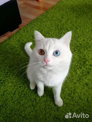 Вязка с котом, белый, с гетерохромией, не глухой