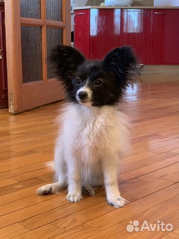 Продается щенок Папийона