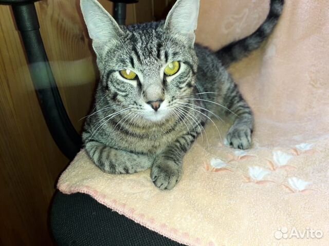 Котёнок 7 мес в добрые руки