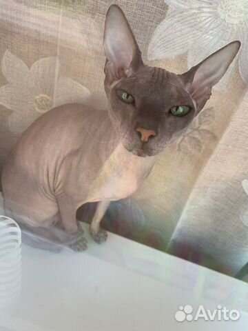 Отдам в добрые руки