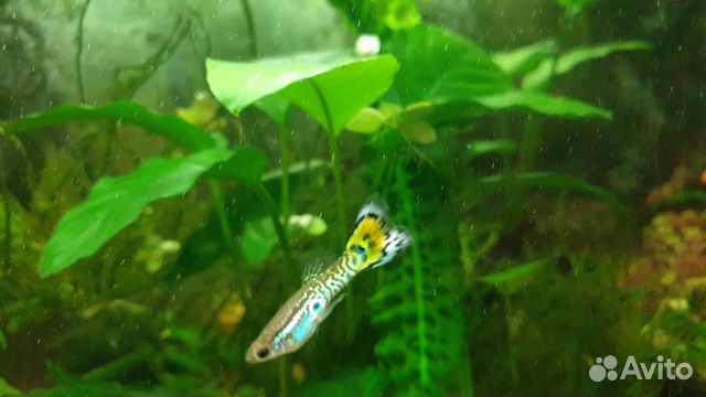 Гуппи