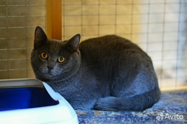 Умный и красивый котик в добрые руки