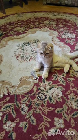 Продажа шотландской вислоухой кошки