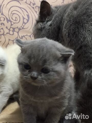 Британская кошечка