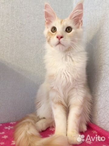 Мейнкунчик - ласкунчик