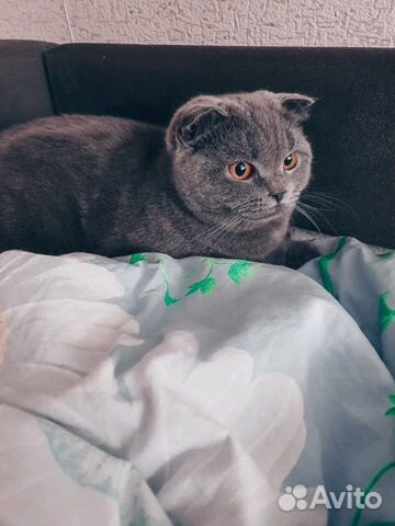 Отдам в добрые руки кошку (британка вислоухая)