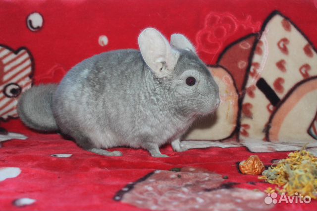 Шиншилла самец