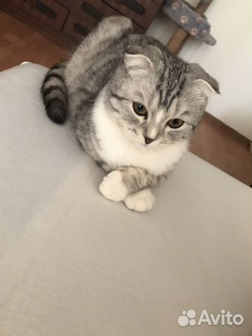Шотландская вислоухая