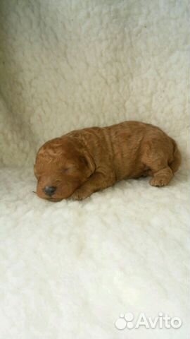 Пудель карликовый