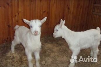 Продажа сельхоз животных