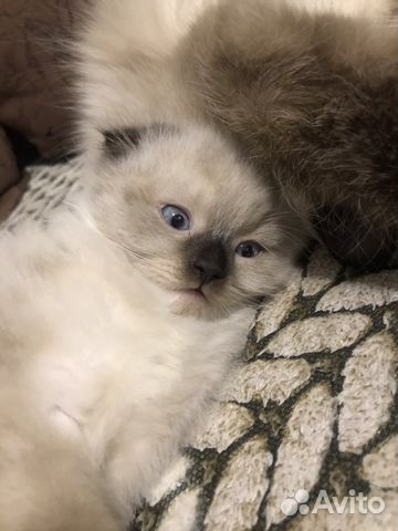 Бирманские котята