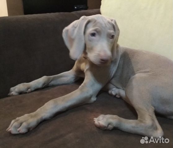 Веймаранер