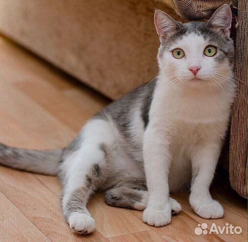 Алекс, очаровательный котик (8 мес)