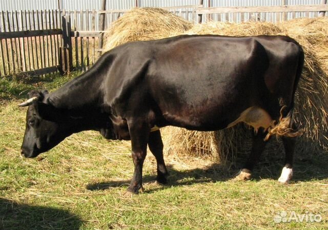 Дойные коровы, козы, козлы