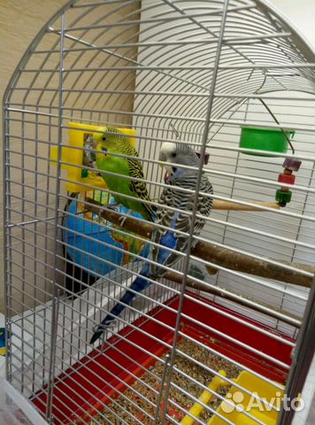 Волнистые попугаи