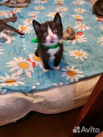 Малыши ищут дом