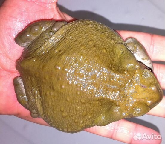 Колорадская речная жаба (Bufo alvarius)