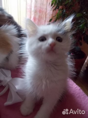 Котенка-девочку добрым людям