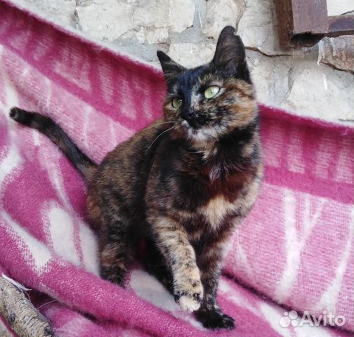 Кому очаровашку-черепашку Ищем дом