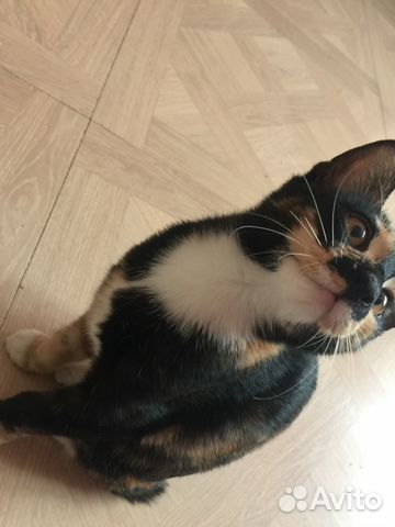 Котенок Курнильский бобтейл