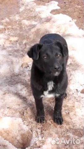 Щенок - милашка Ирмуша