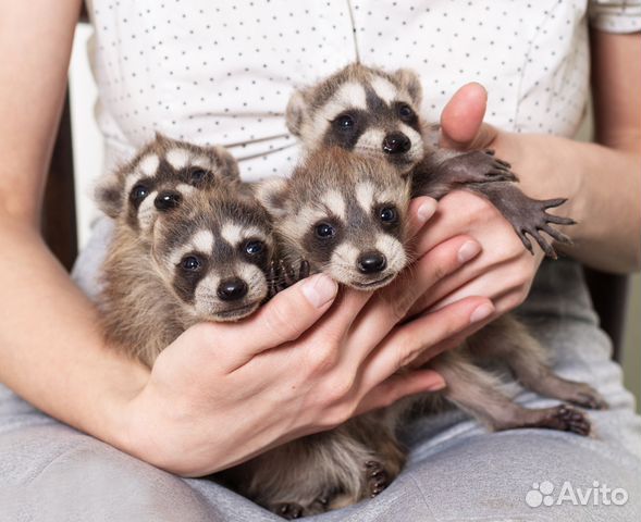 Еноты домашние, щенки
