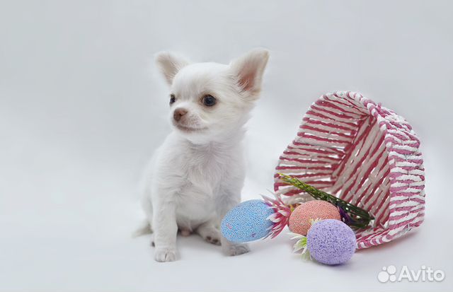 Очаровательный мальчуган